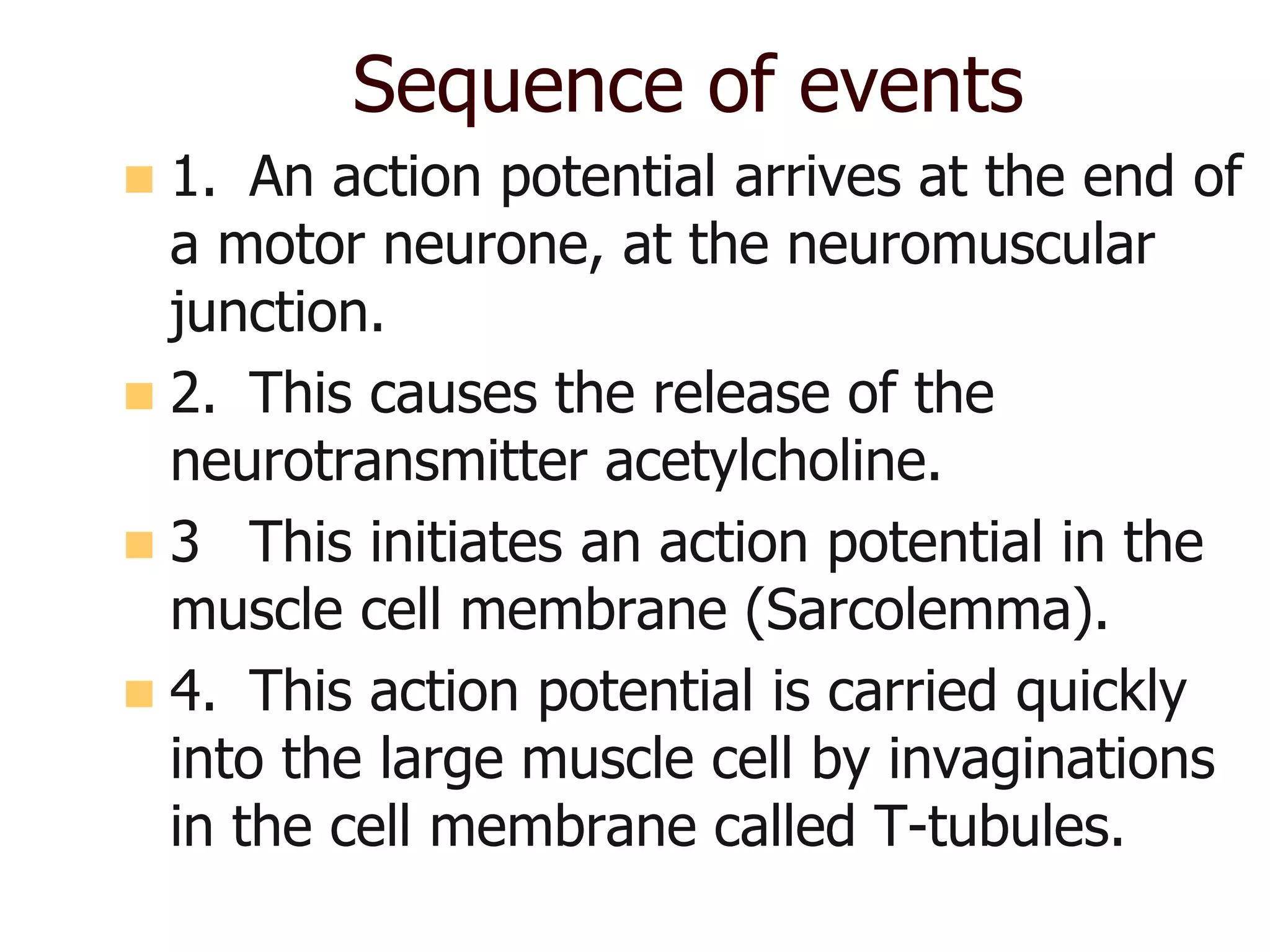 Muscular system Physiology | PPT