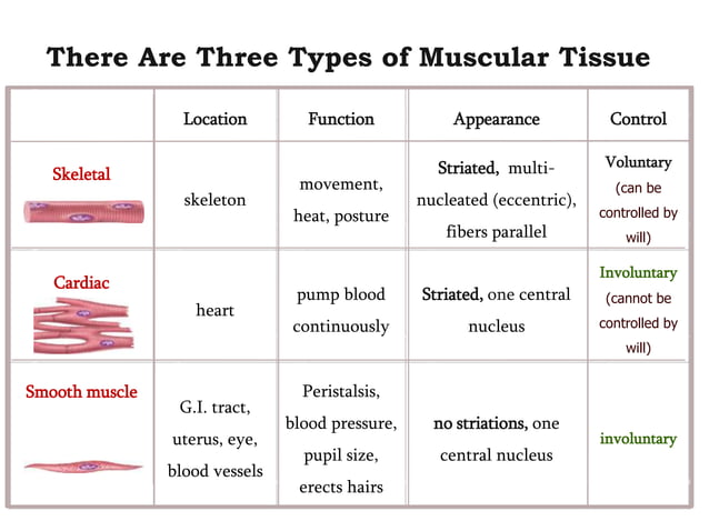 Muscular system Physiology | PPT | Heart and Cardiovascular Diseases ...