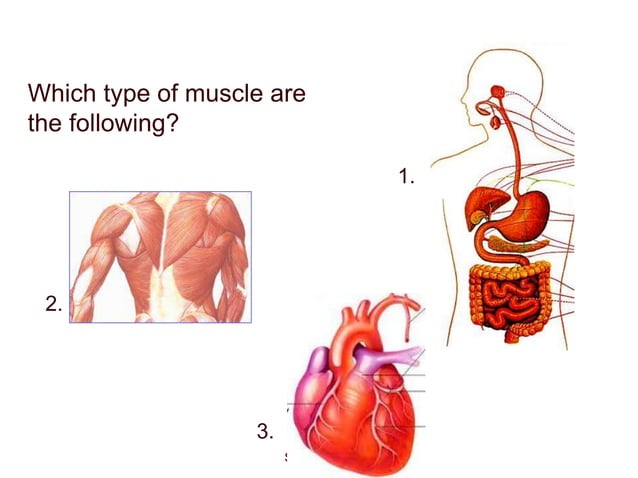 Muscular system Physiology | PPT | Heart and Cardiovascular Diseases ...