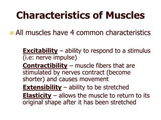 Muscular system Physiology | PPT