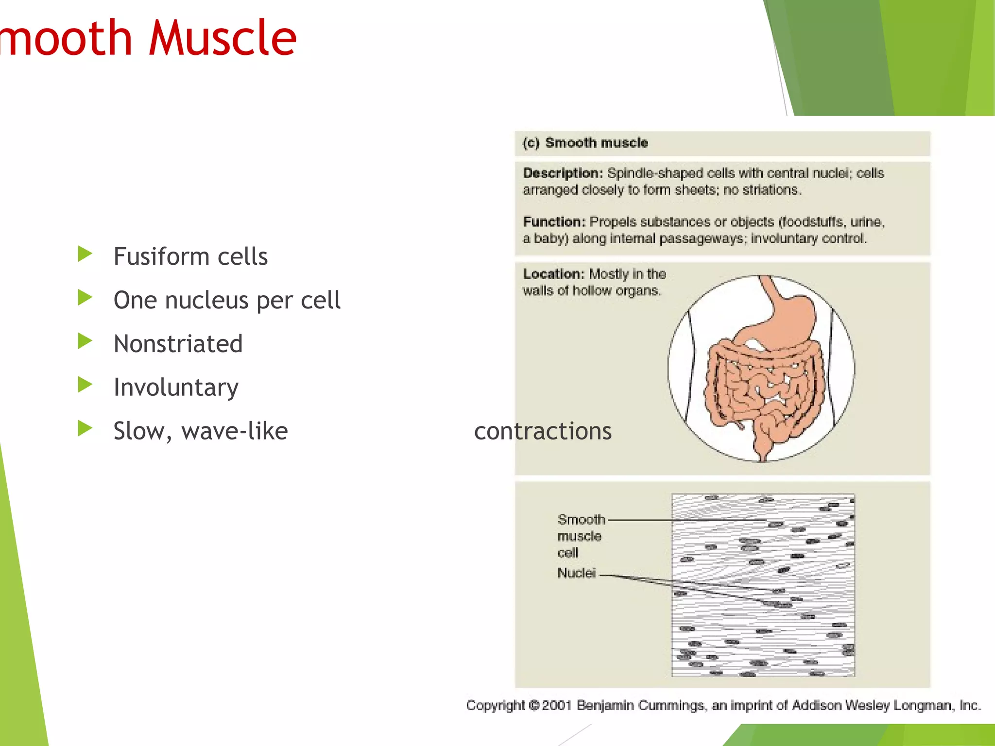 Muscular physiology | PPT