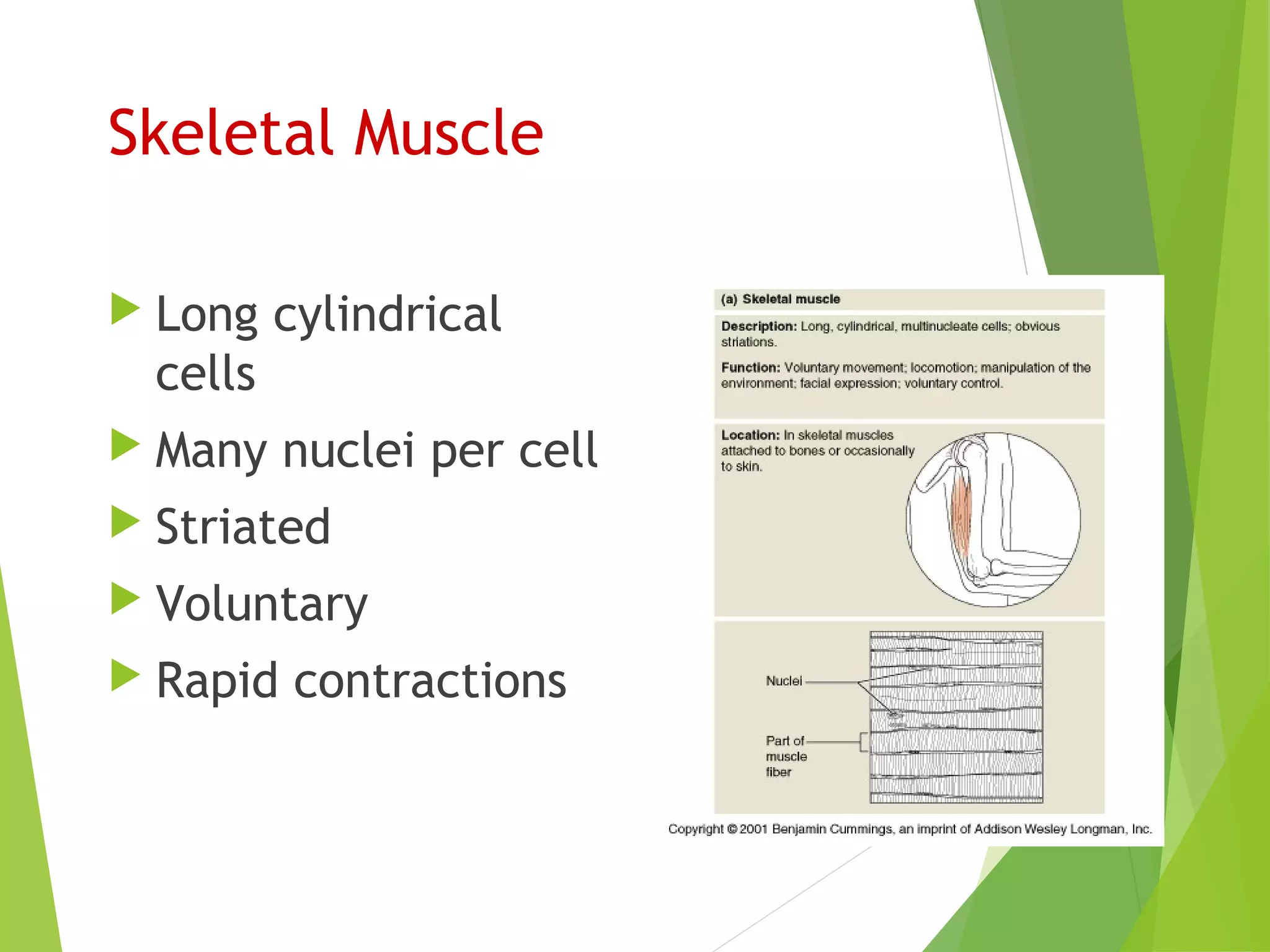 Muscular physiology | PPT