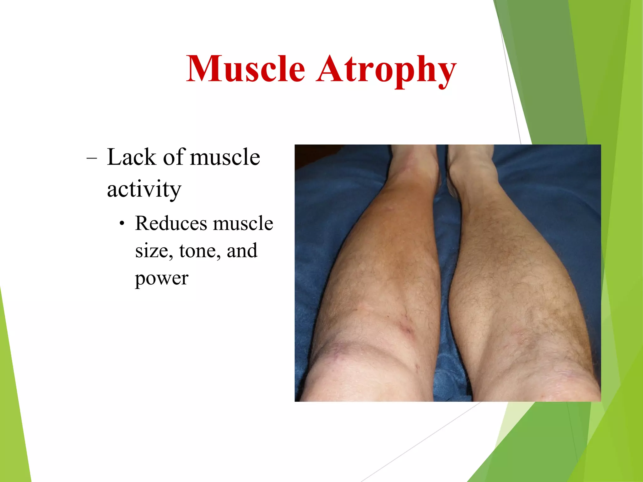 Muscular physiology | PPT