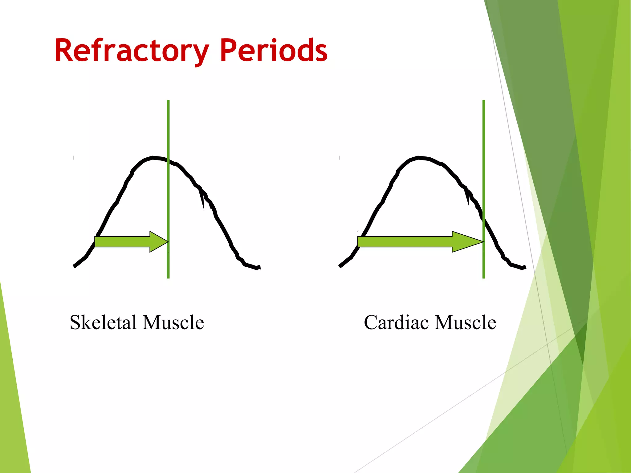 Muscular physiology | PPT