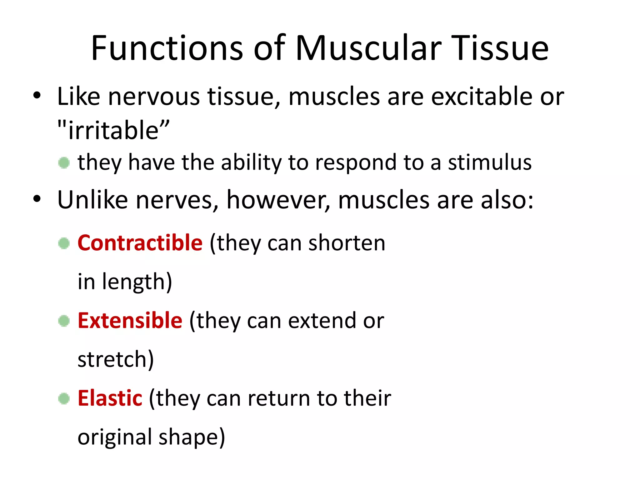 muscular ppt.pptx