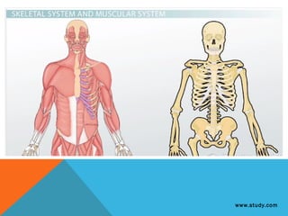 The Skeletal & Muscular Systems ; | PPT
