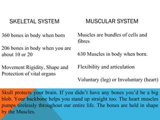 The Skeletal & Muscular Systems ; | PPT
