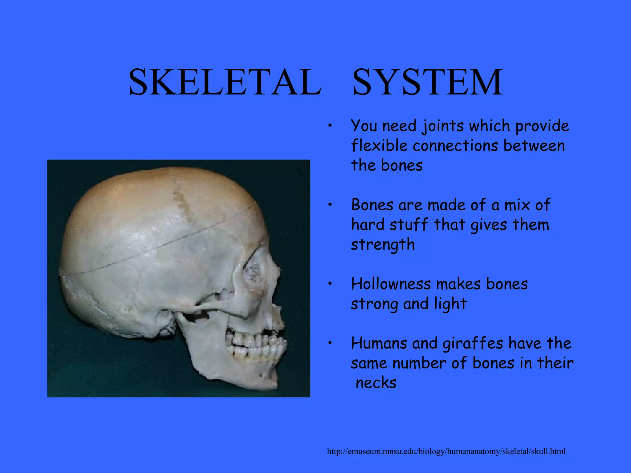 Muscular Skeletal System | PPT