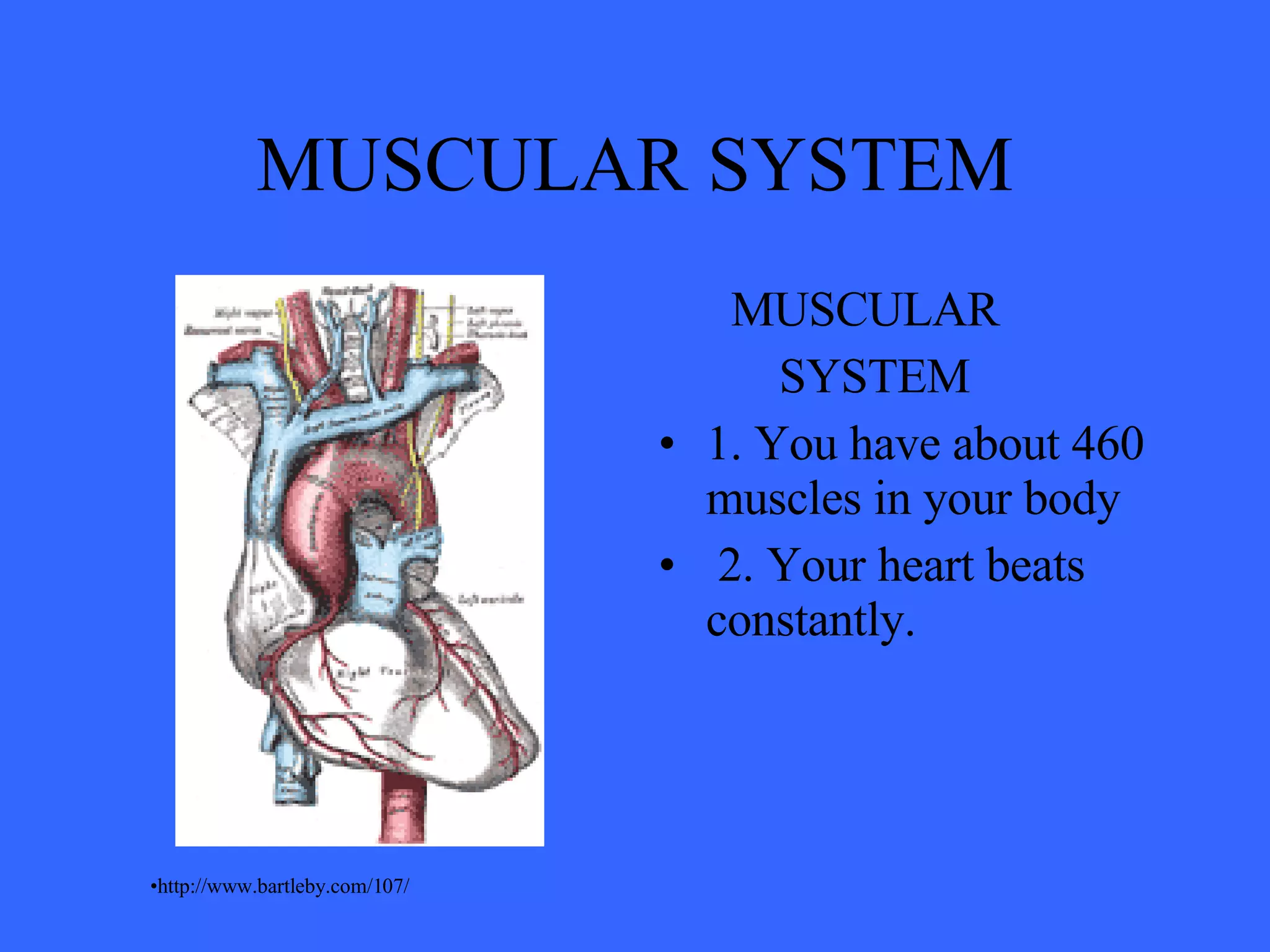 Muscular Skeletal System | PPT