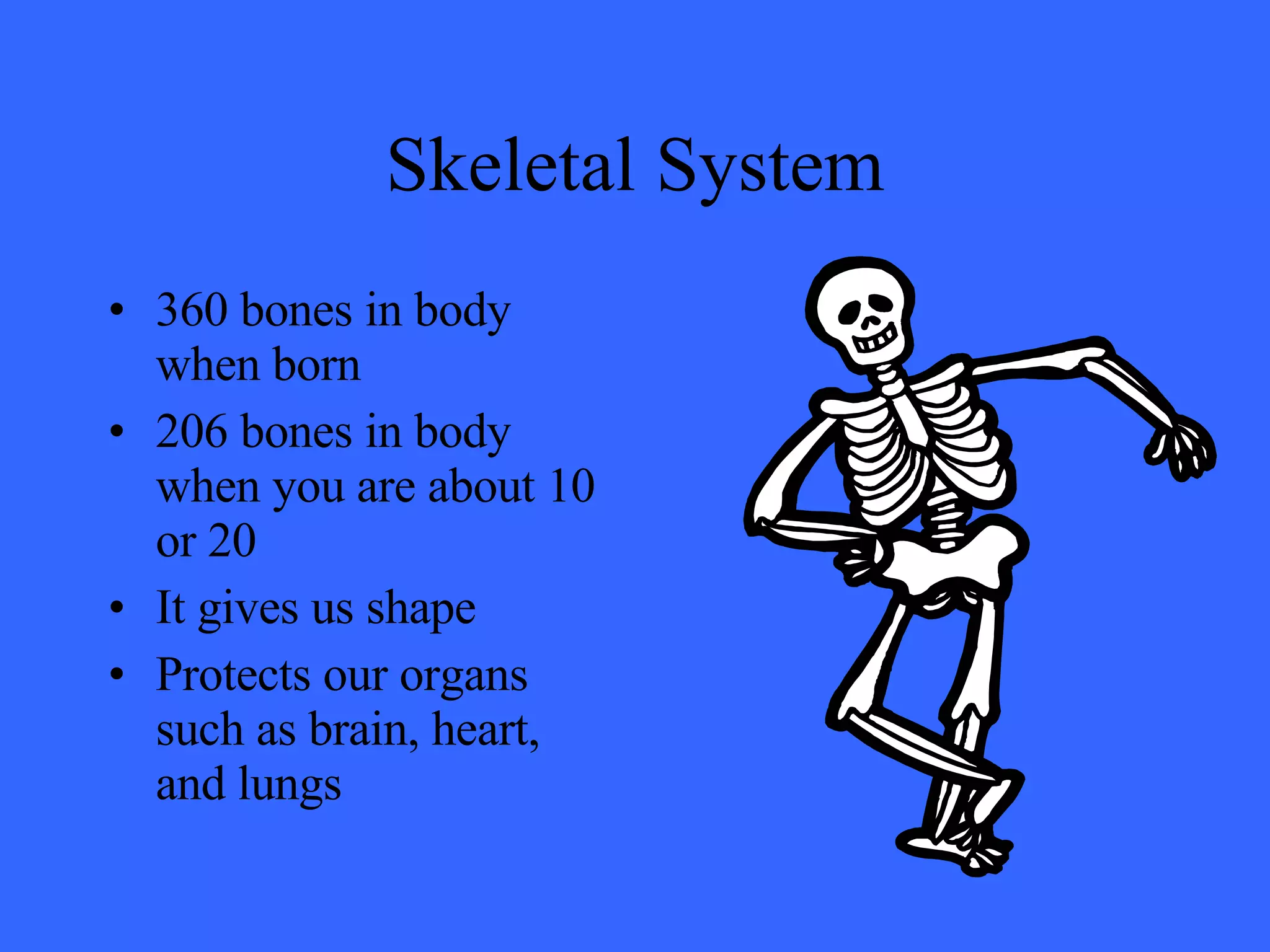 Muscular Skeletal System | PPT