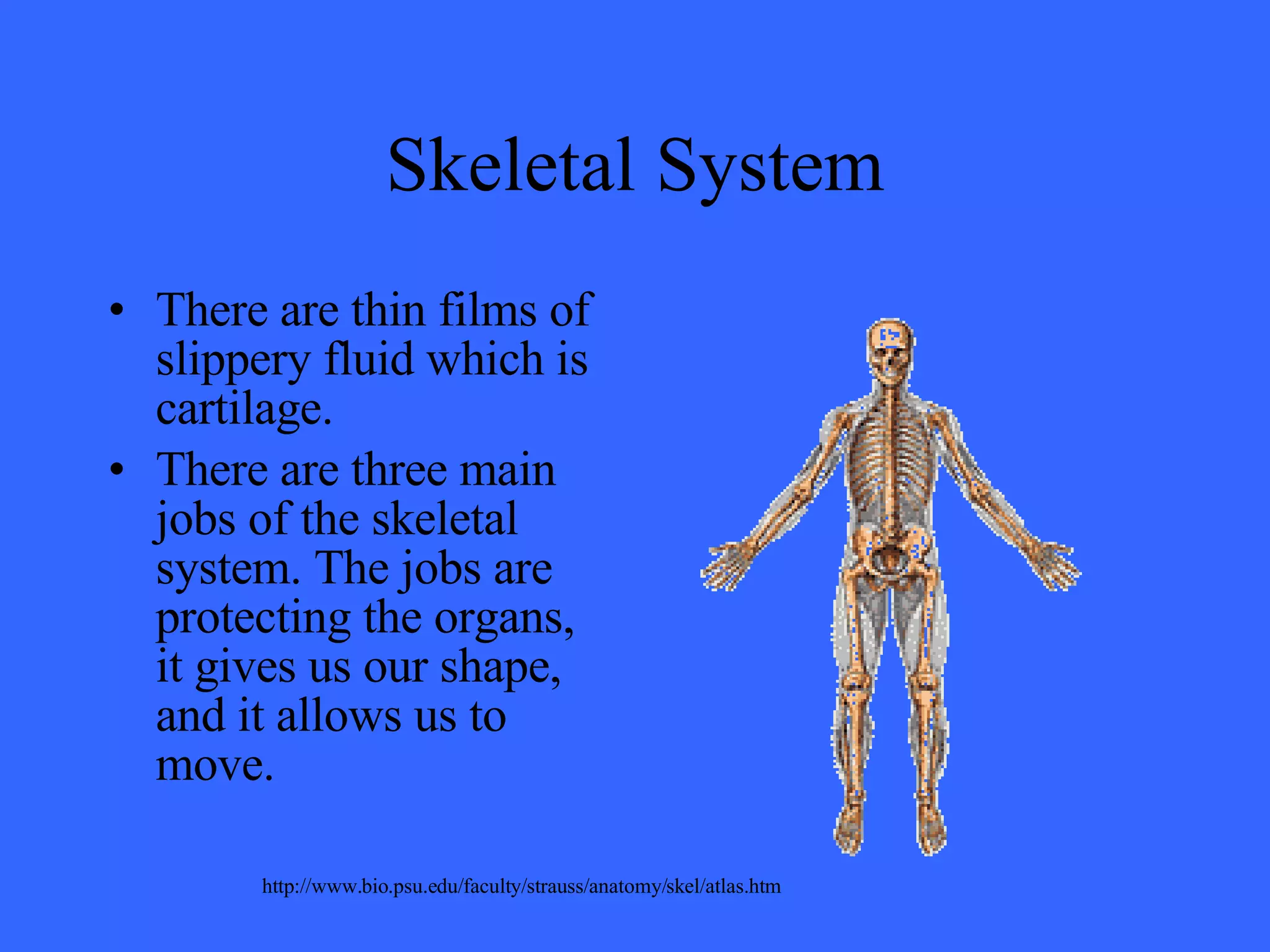 Muscular Skeletal System | PPT