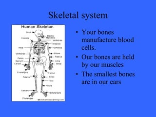Muscular Skeletal System | PPT