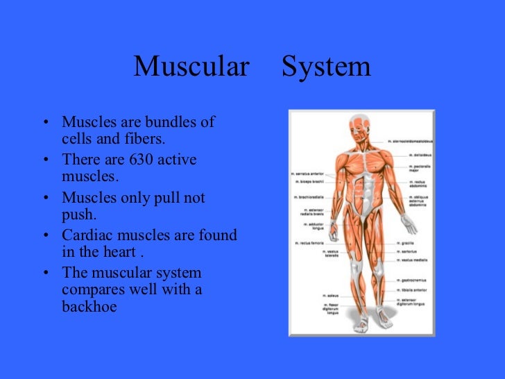 Muscular Skeletal System