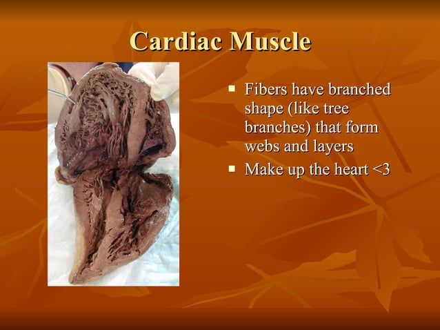 Muscular System | PPT