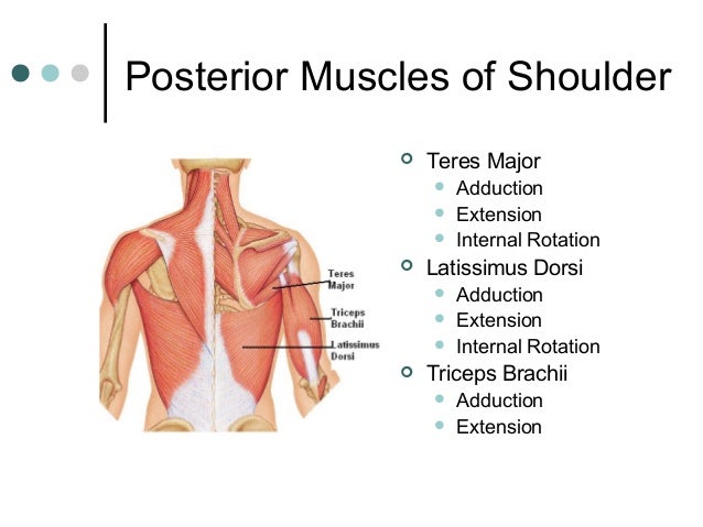 Muscular system