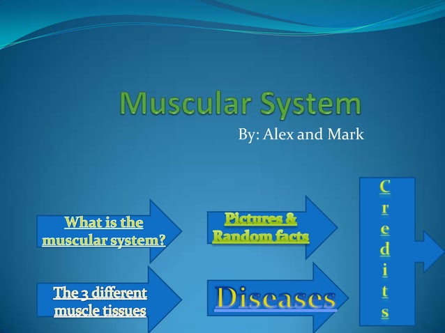 Muscular System | PPTX | Physical Therapy | Wellness
