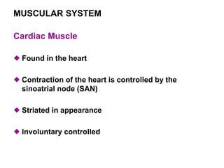 Muscular System | PPTX
