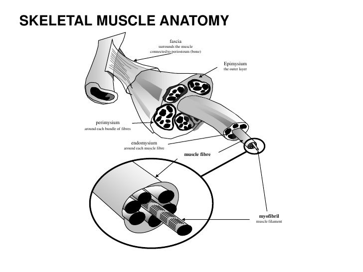 Neuromuscular System