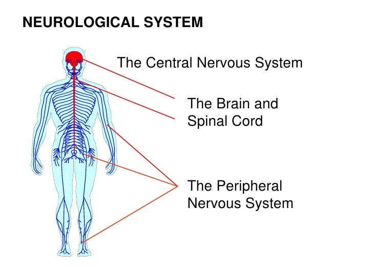 Neuromuscular System Study
