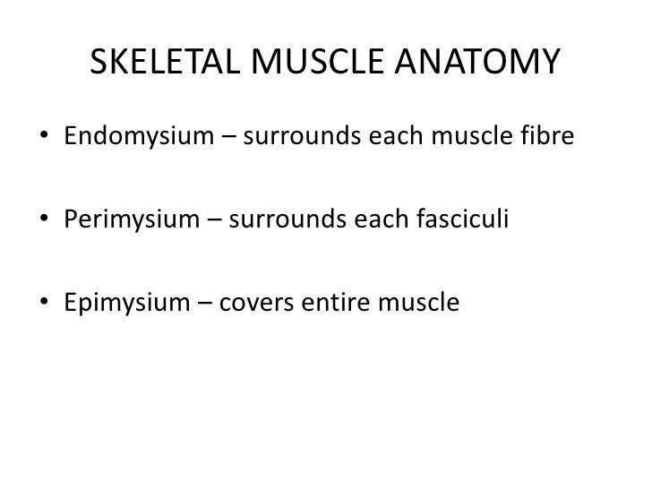 Neuromuscular System