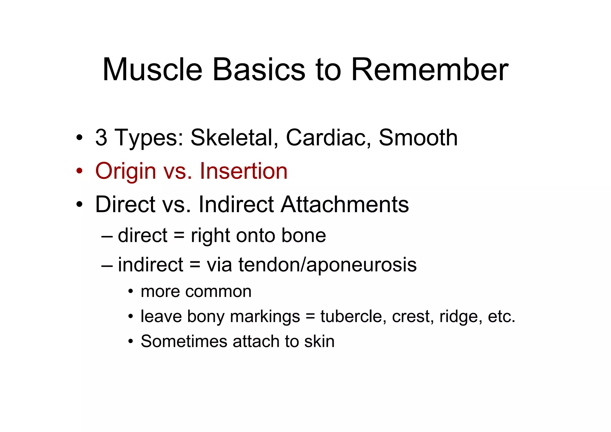Muscular system | PDF