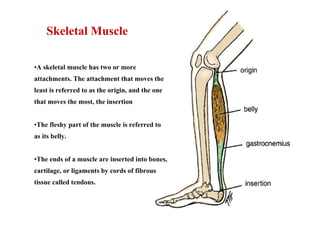 Muscular system | PDF