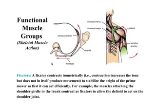 Muscular system | PDF