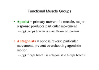 Muscular system | PDF