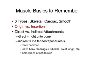 Muscular system | PDF