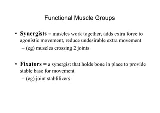 Synergist Muscle