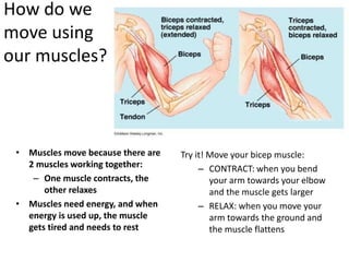 Muscular system | PPTX | Physical Therapy | Wellness