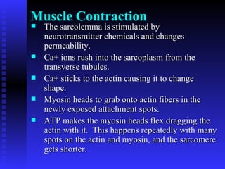 Muscular system | PPT | Biological Sciences | Science