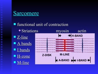 Muscular system | PPT | Biological Sciences | Science