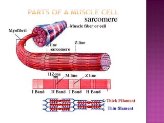 Muscular system | PPTX