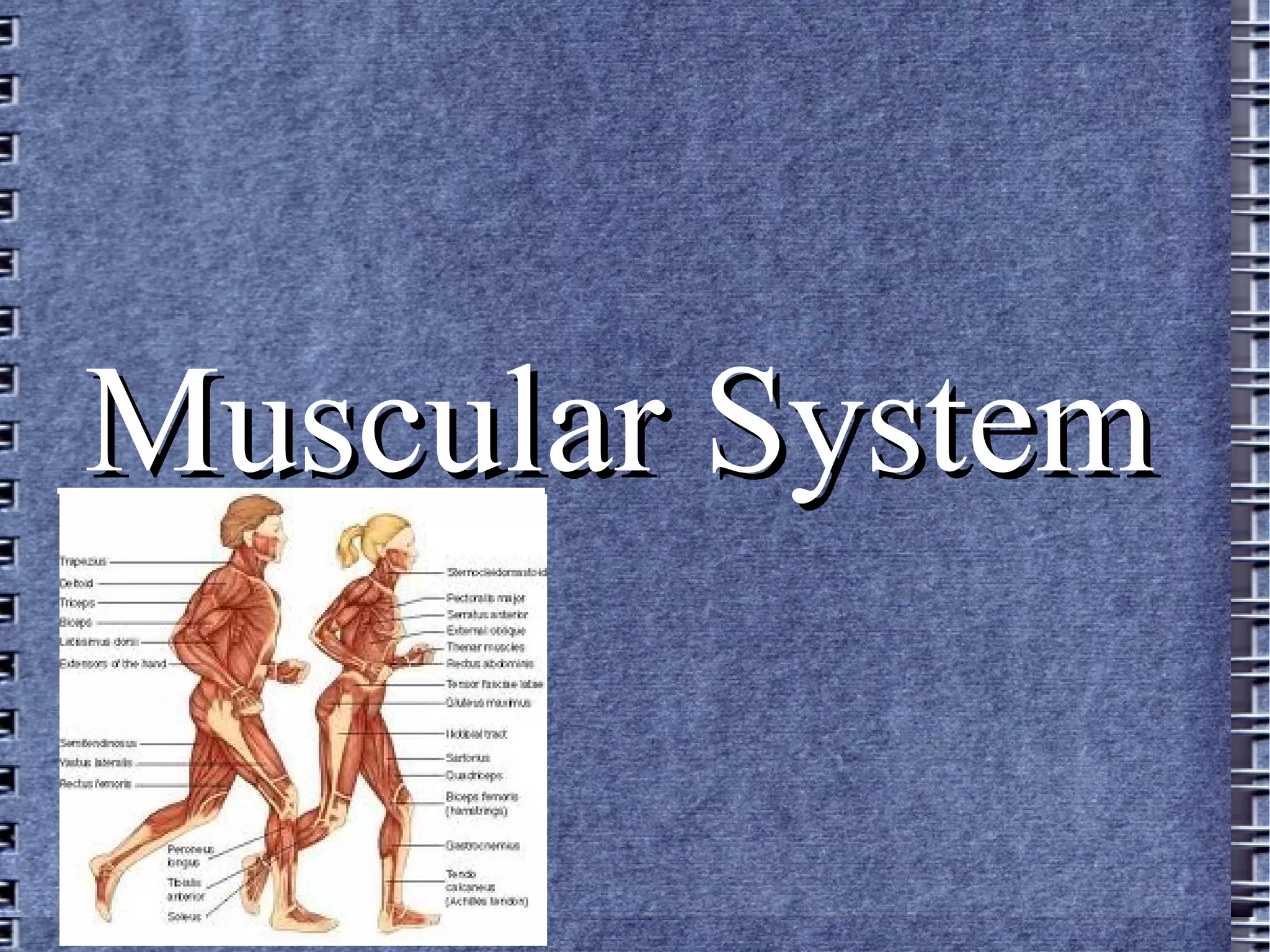 Muscular system | ODP