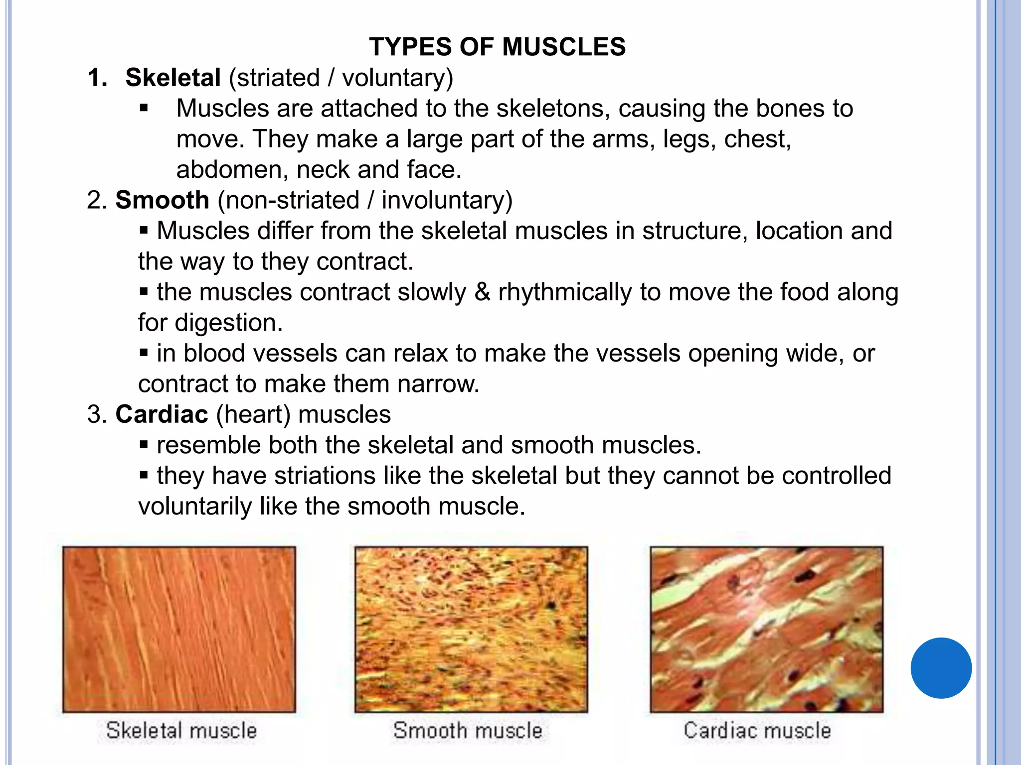 Muscular system | PPSX