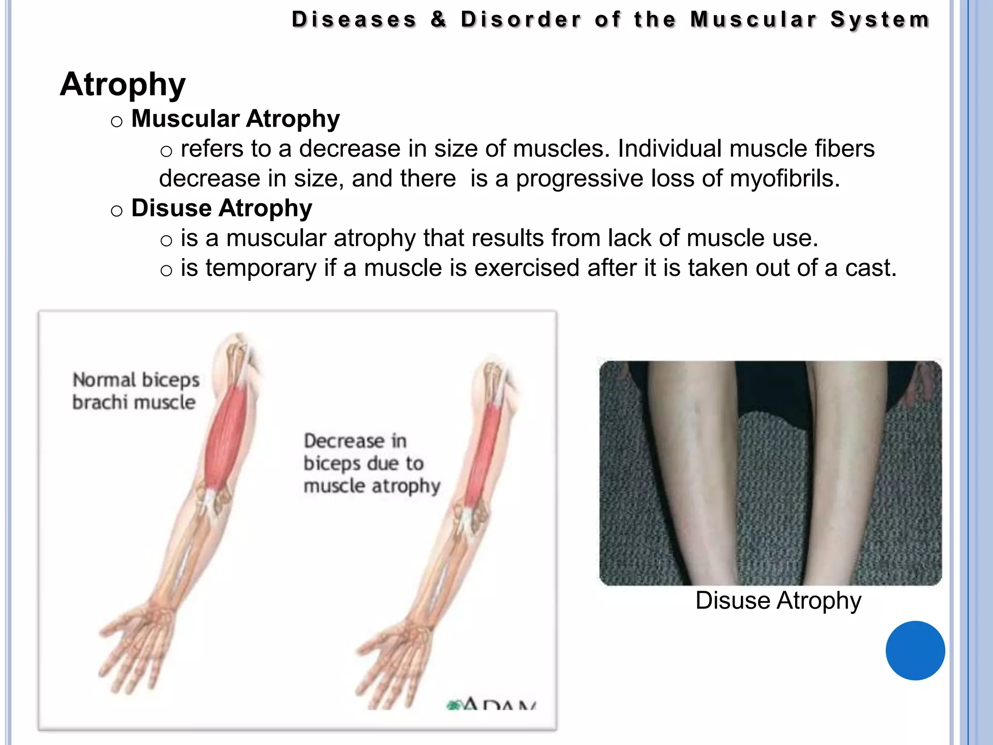 Muscular system | PPSX
