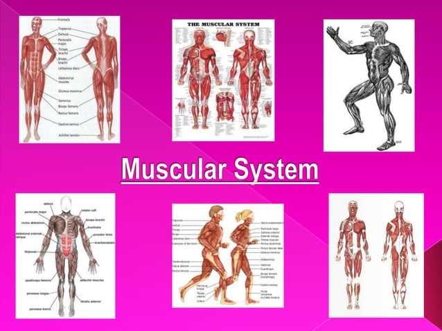 Muscular system | PPT