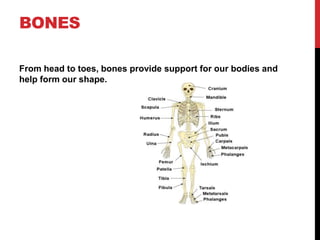 Muscular system | PPTX