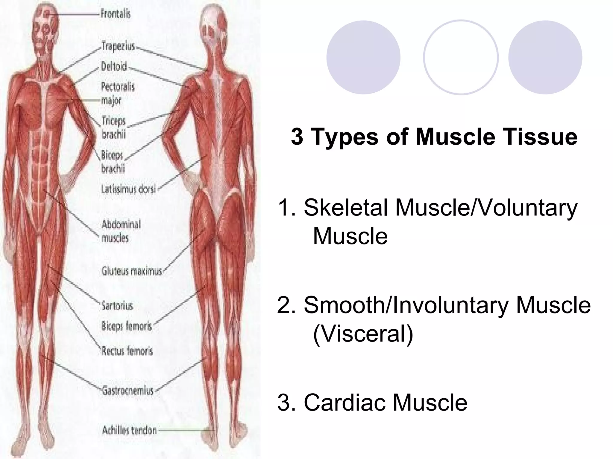 MASCULAR SYSTEM | PPT