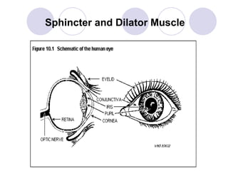 MASCULAR SYSTEM | PPT