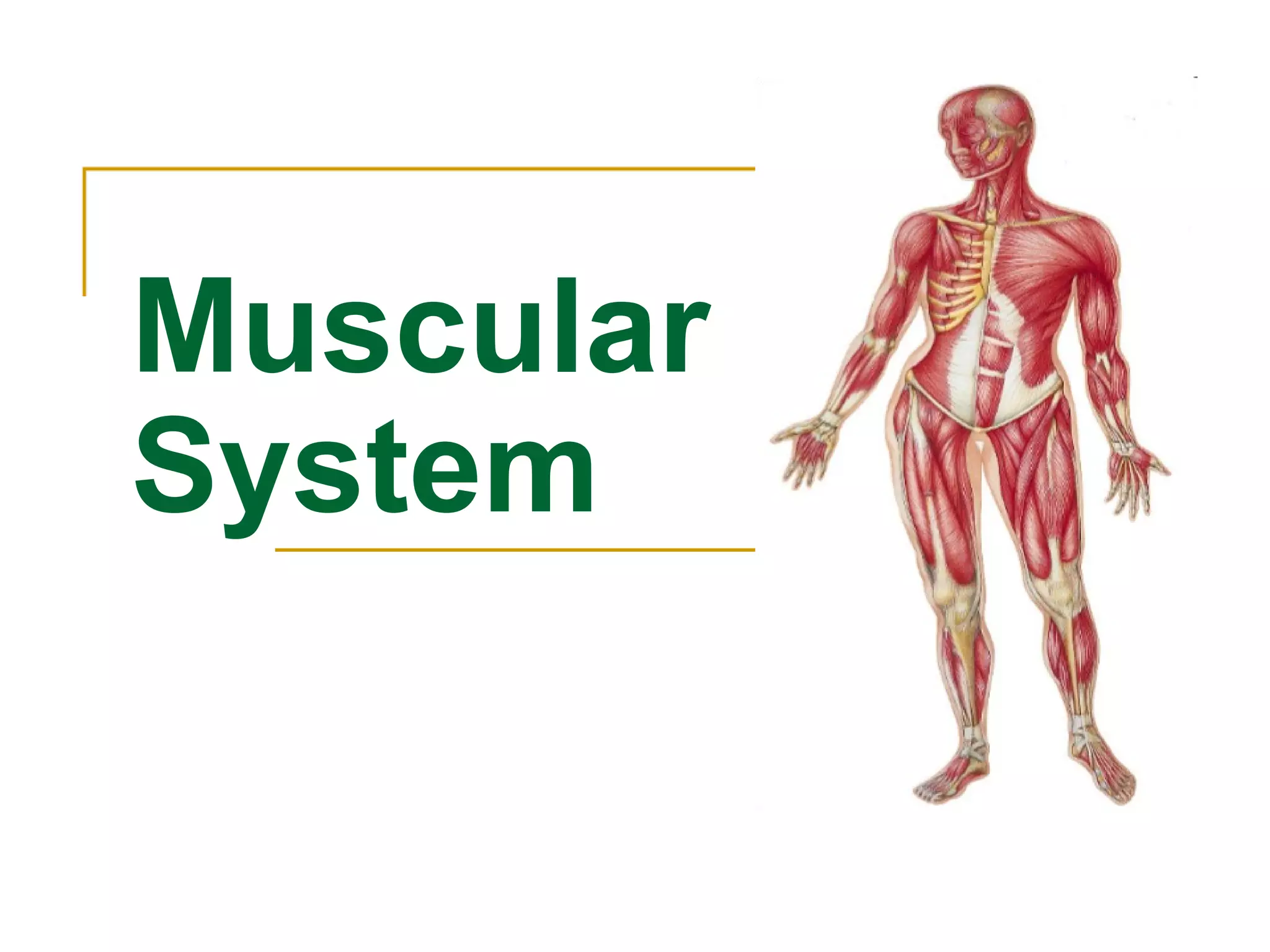 Muscular system | PPT