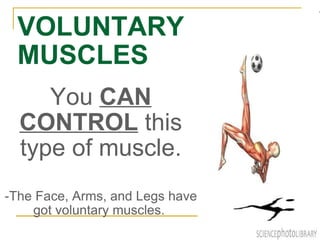 Muscular system | PPT