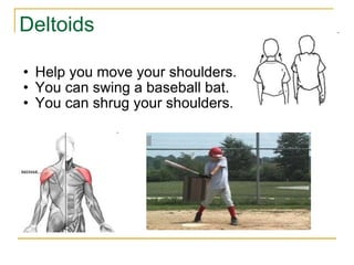 Bat Muscle System