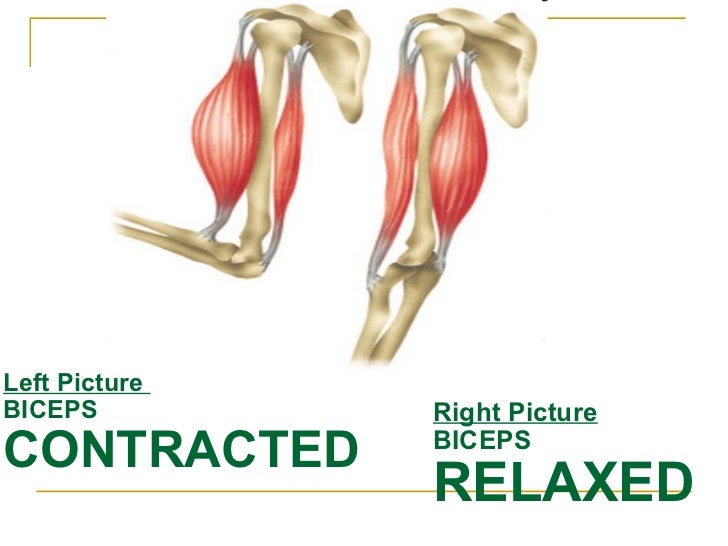 Biarticular Muscle Examples
