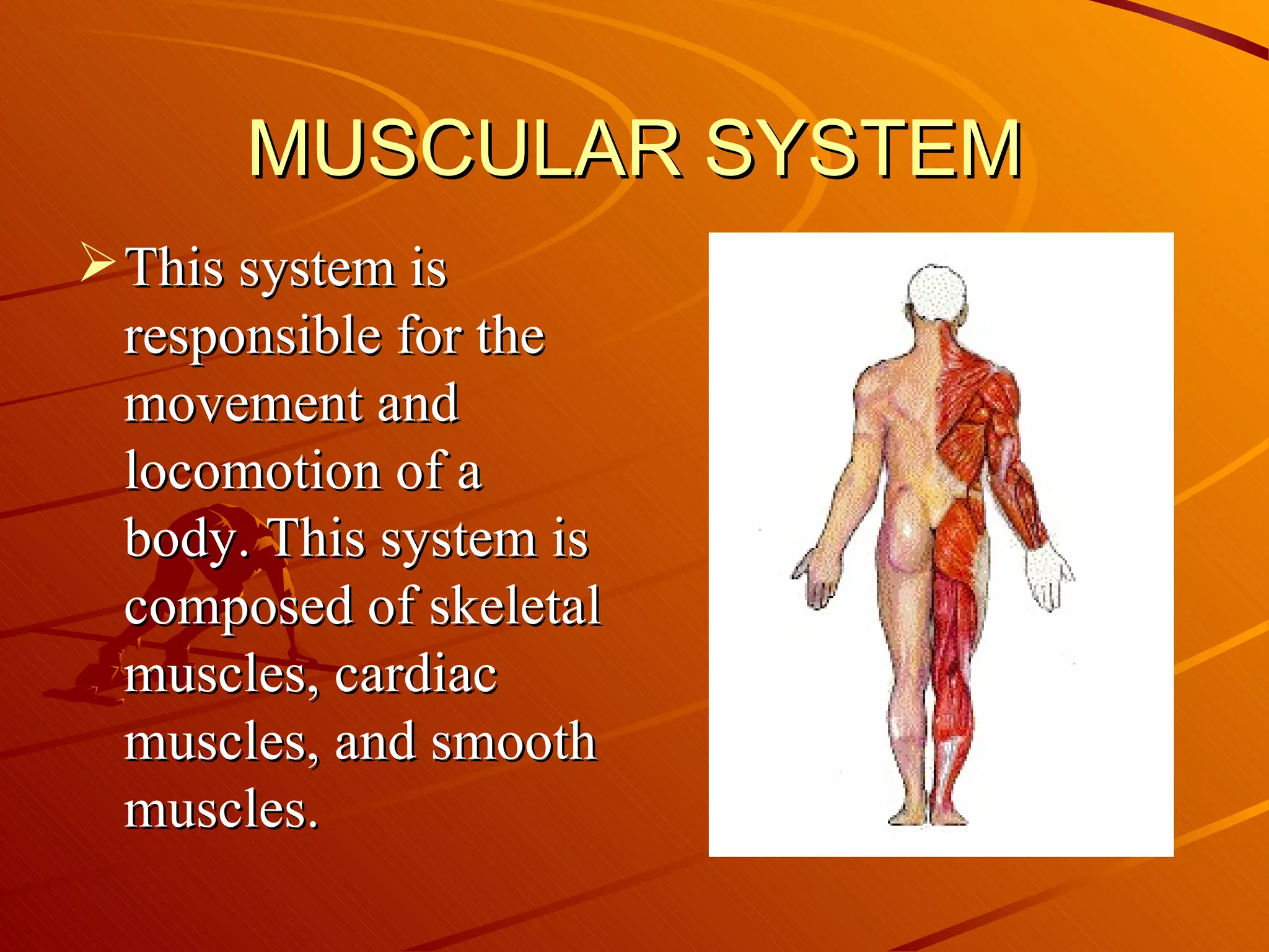 Muscular system | PPT