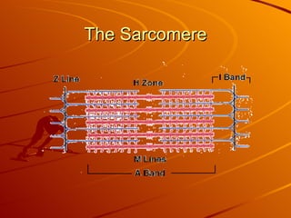 Muscular system | PPT