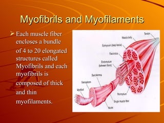 Muscular system | PPT | Physical Therapy | Wellness