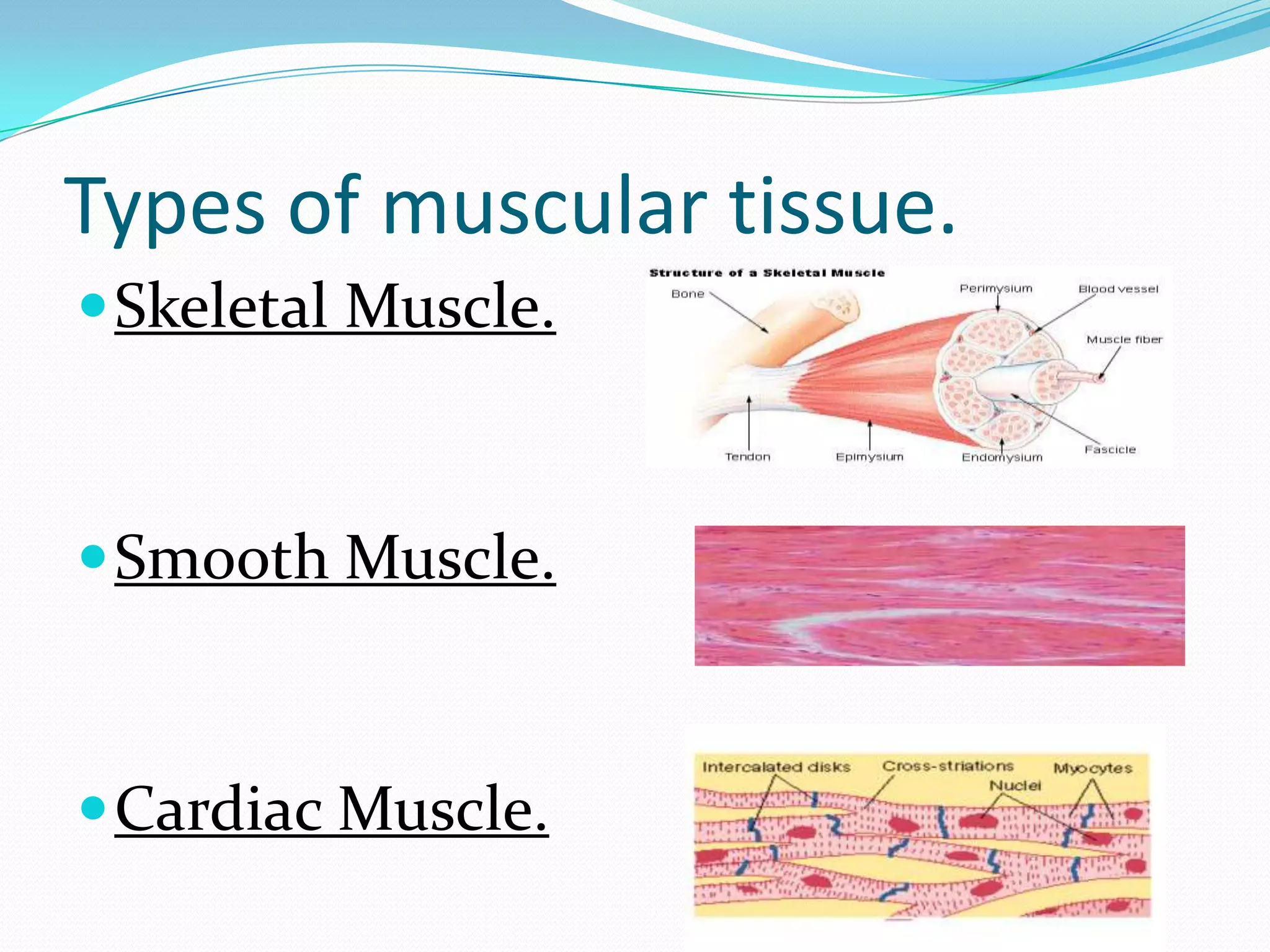 Muscular system | PPTX