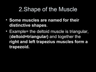 Muscular system | PPT